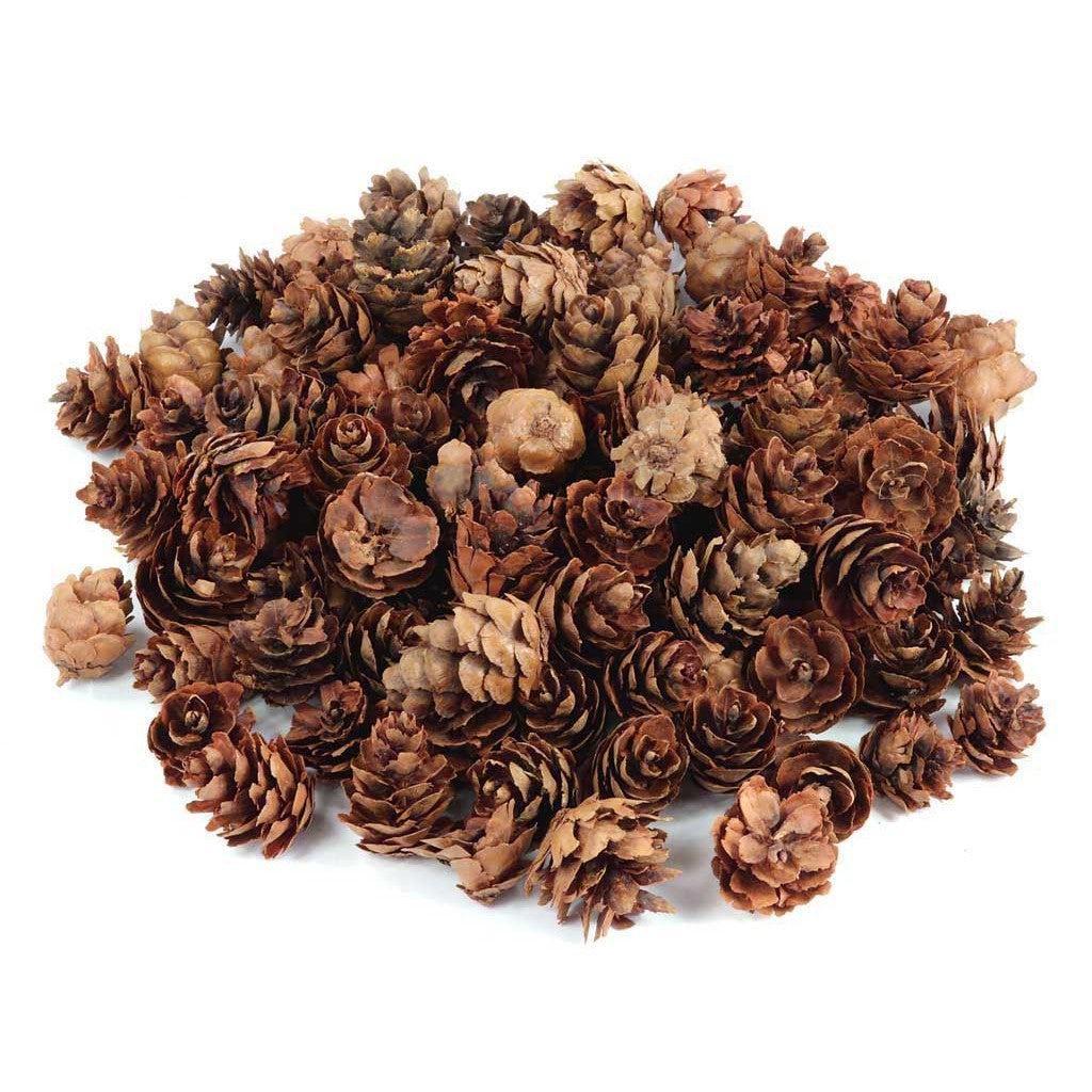 Mini Pine Cones | ExoticBlanks